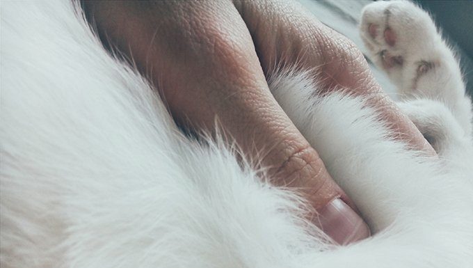 How To Give Your Cat The Best Massage Ever - CatTime