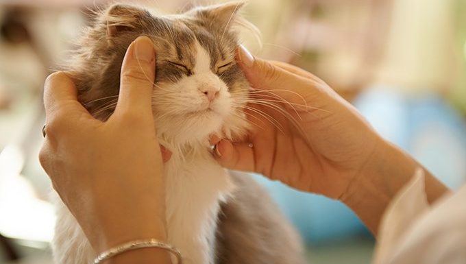 How To Give Your Cat The Best Massage Ever - CatTime