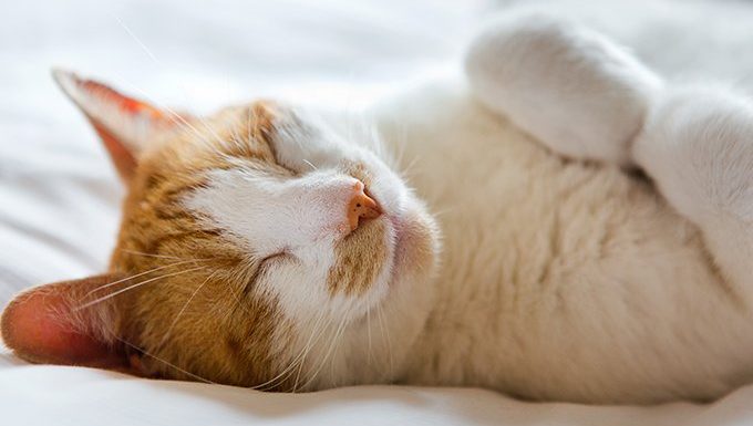 How To Give Your Cat The Best Massage Ever - CatTime