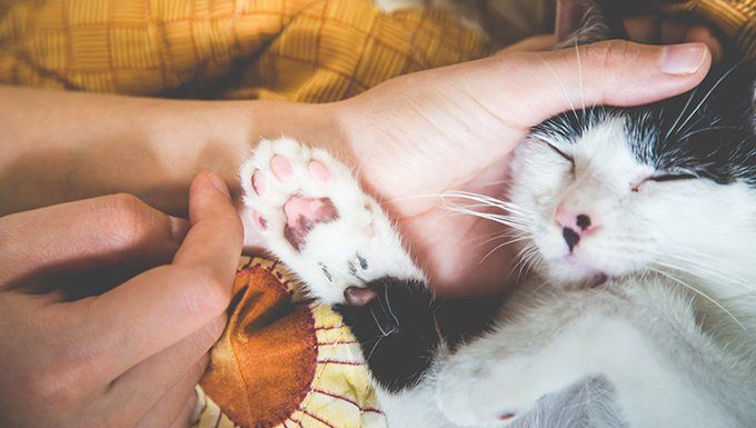 How To Give Your Cat The Best Massage Ever - CatTime