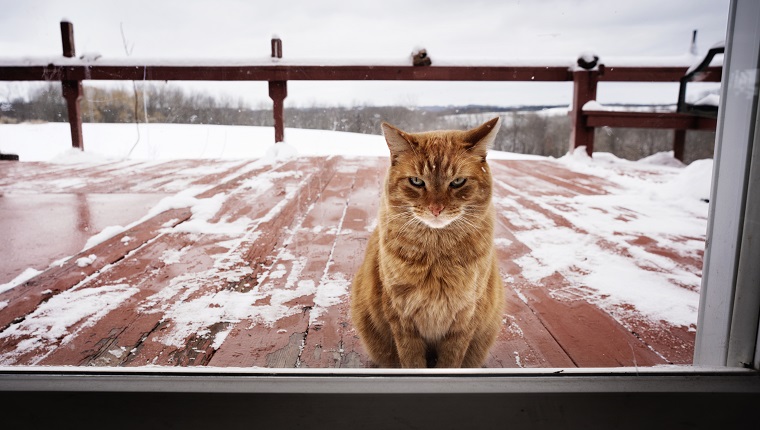 Debating Keeping Your Cat Indoors Or Letting Them Outside? - CatTime