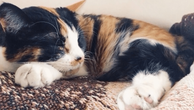 Cat Facts: Why Are Calico Cats Almost Always Female? - CatTime
