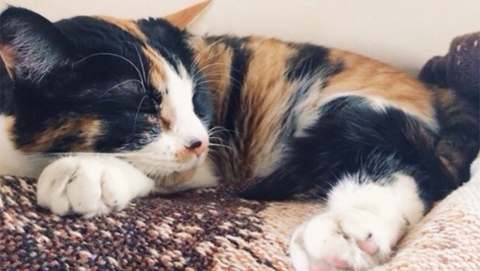 Cat Facts: Why Are Calico Cats Almost Always Female? - CatTime
