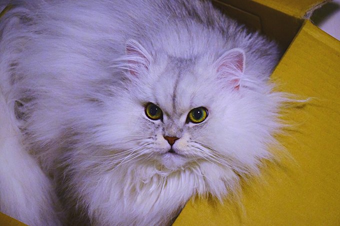 Cat Fancier's Association: What Is The CFA? - CatTime