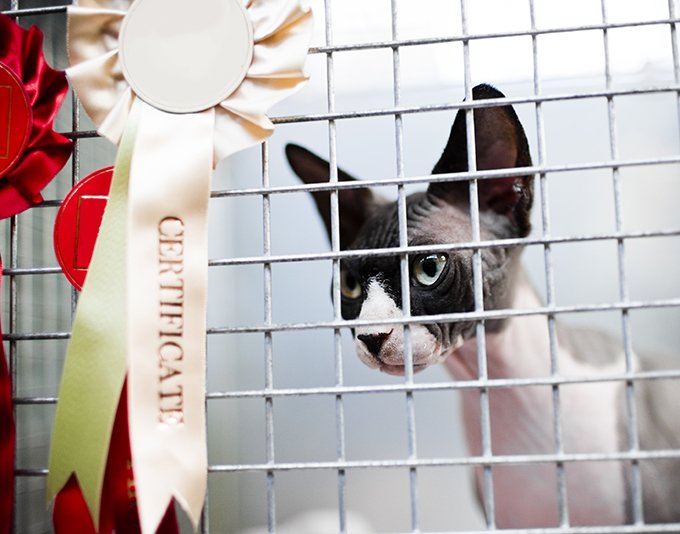 Cat Fancier's Association: What Is The CFA? - CatTime