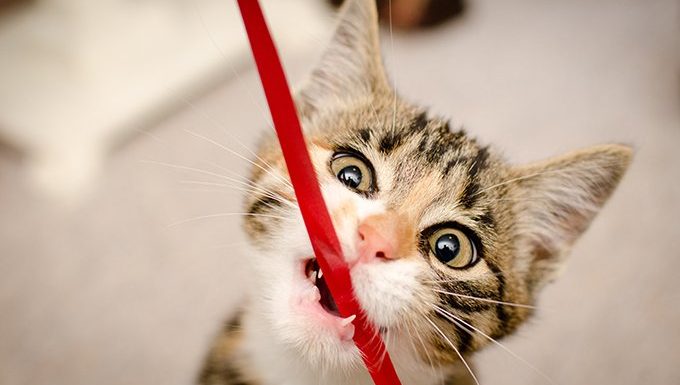 Ribbon & Cats: How Dangerous Is Ribbon? - CatTime