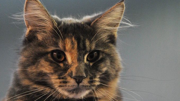 Cat Facts: Fun Trivia About Tortoiseshell Cats With 'Torti-tude' - CatTime
