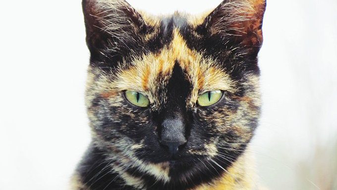 Cat Facts: Fun Trivia About Tortoiseshell Cats With 'Torti-tude' - CatTime