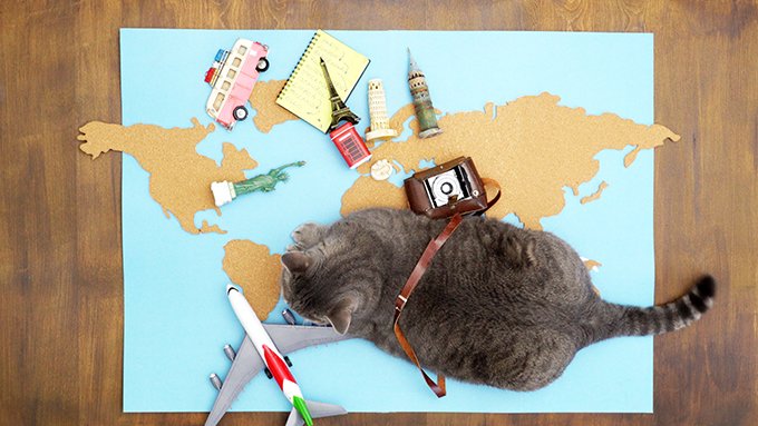How To Travel With Your Cat: Flying With Your Cat - CatTime