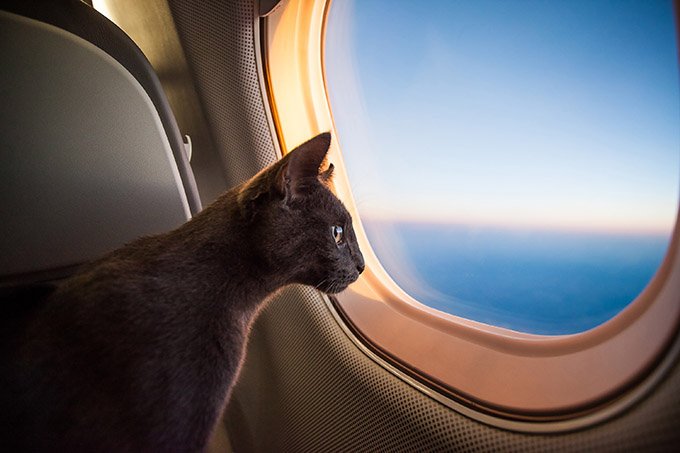 How To Travel With Your Cat: Flying With Your Cat - CatTime