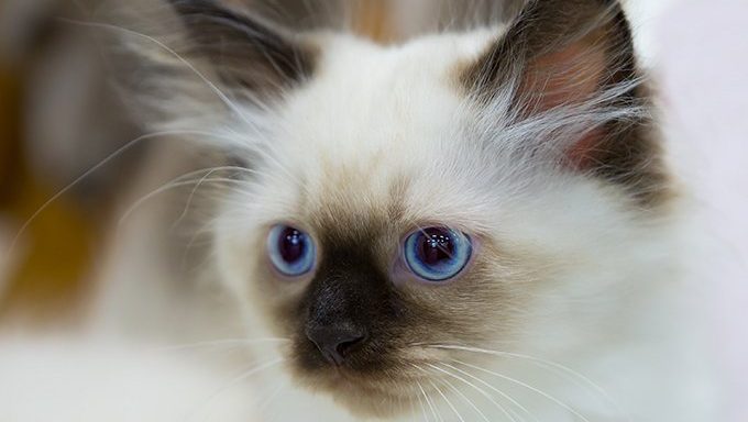 Albino Cats Are Not Just White Cats! Here's How To Tell Them Apart ...