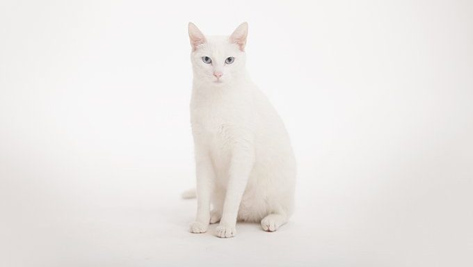 Albino Cats Are Not Just White Cats! Here's How To Tell Them Apart ...