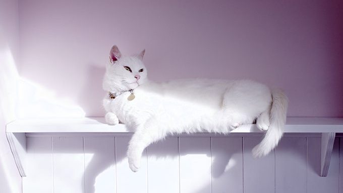 Albino Cats Are Not Just White Cats! Here's How To Tell Them Apart ...