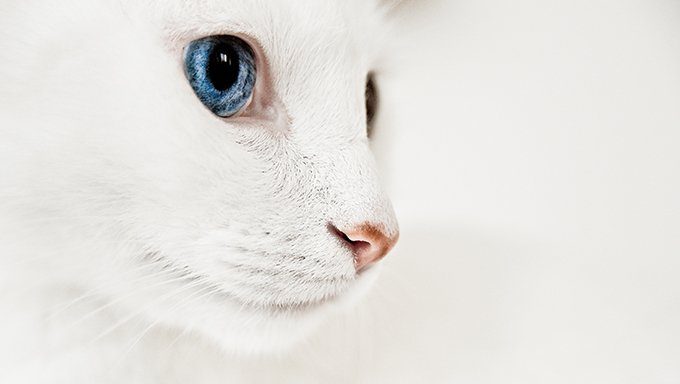 Albino Cats Are Not Just White Cats! Here's How To Tell Them Apart ...