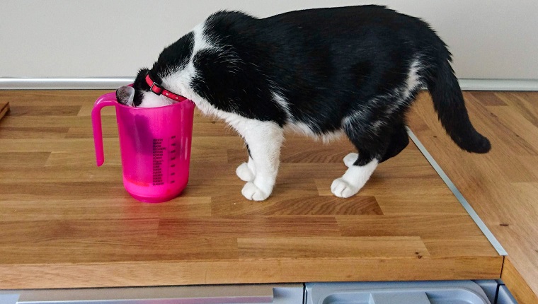 Fur Laughs: Cat Learns About Cups & Suction The Hard Way [VIDEO] - CatTime