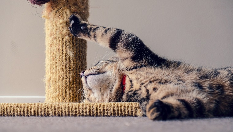 Cat Behavior: Scratching Is Natural & Necessary - CatTime