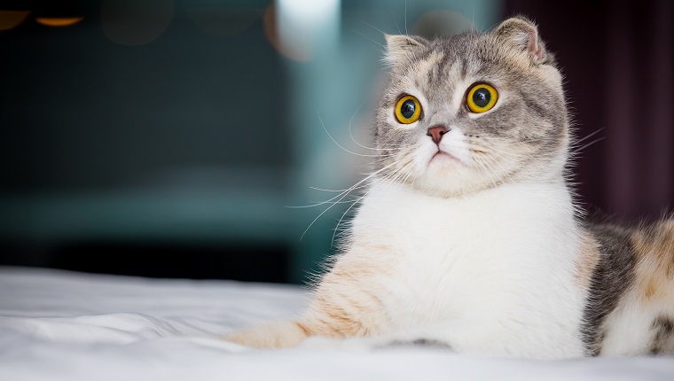 Can Cats See Things That Are Invisible To Humans? - CatTime