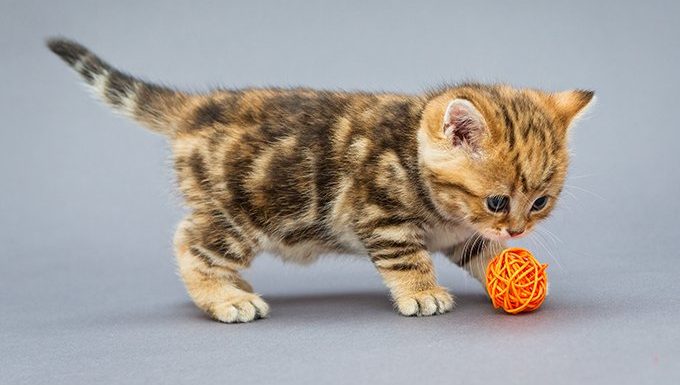 Cat Facts: Fun Tidbits About Terrific Tabby Cats - CatTime