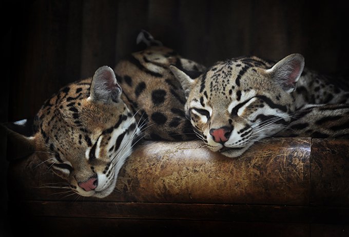 Exotic Cats: What Makes Them Exotic? - CatTime
