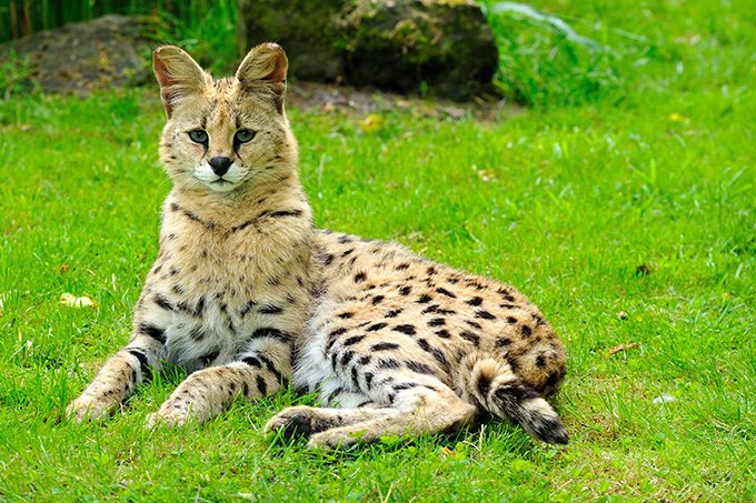 Exotic Cats: What Makes Them Exotic? - CatTime