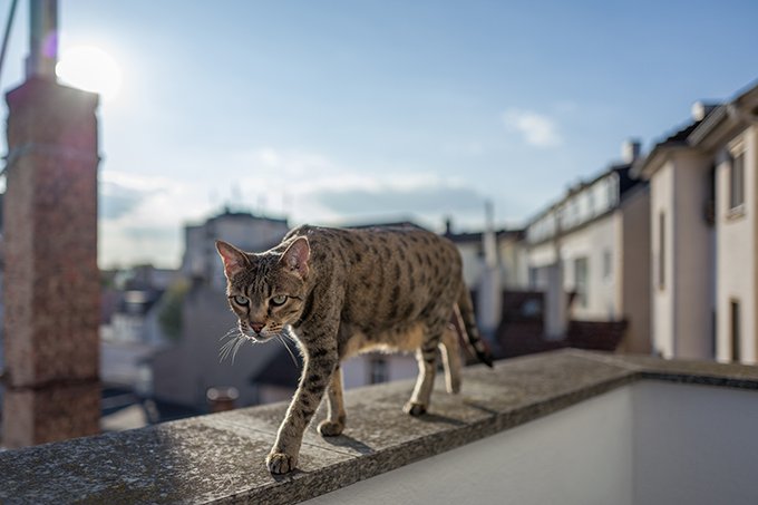 Exotic Cats: What Makes Them Exotic? - CatTime