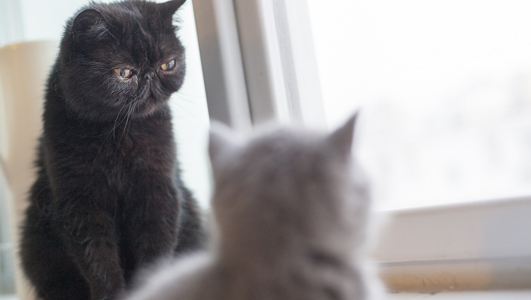 Does Your Older Cat Really Want A Younger Companion? - CatTime