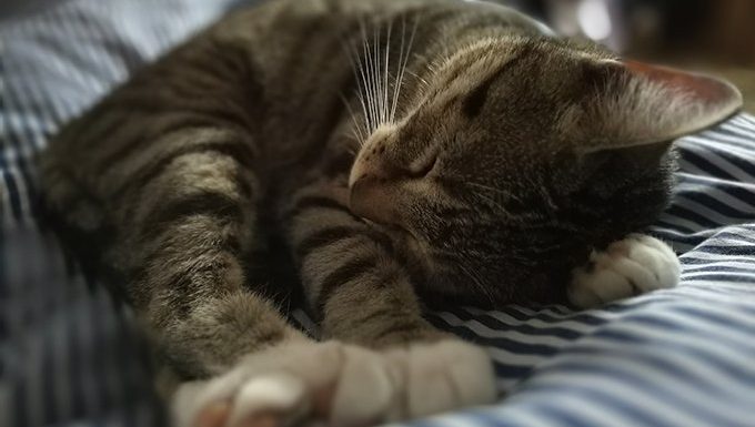 Cat Facts: Fun Tidbits About Terrific Tabby Cats - CatTime