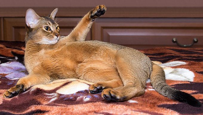 Cat Facts: Fun Tidbits About Terrific Tabby Cats - CatTime