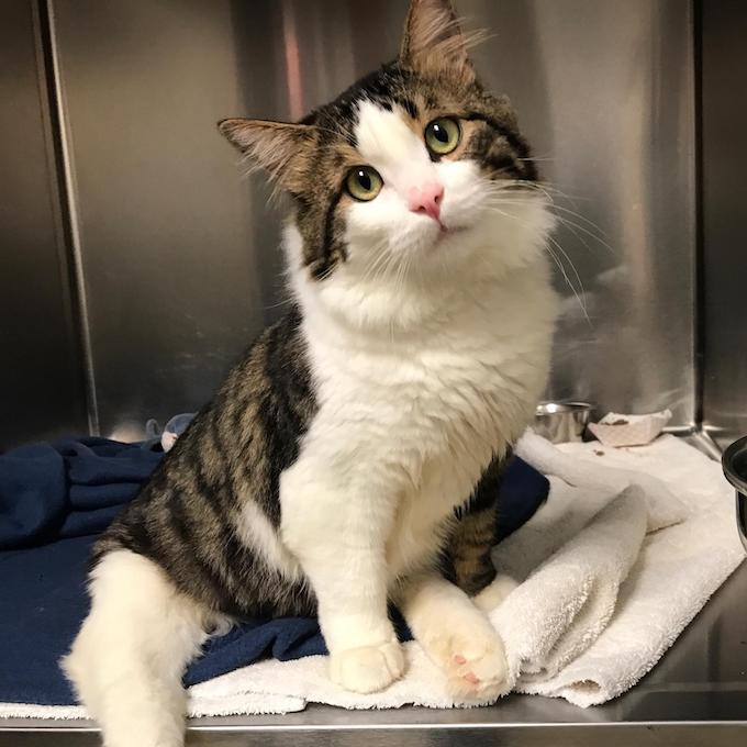 Special Needs Cat Of The Week: Anka - CatTime