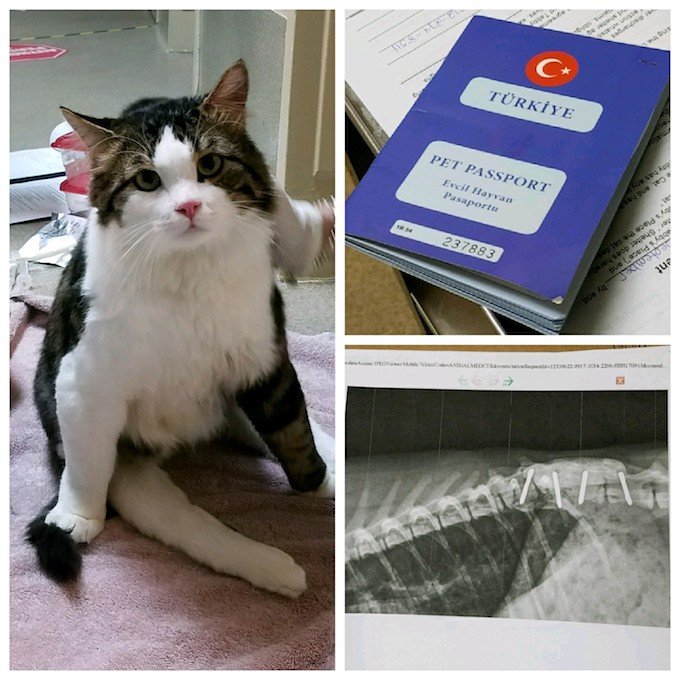 Special Needs Cat Of The Week: Anka - CatTime