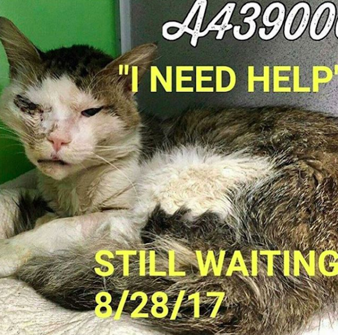 Special Needs Cats Of The Week: Booger and Tony - CatTime