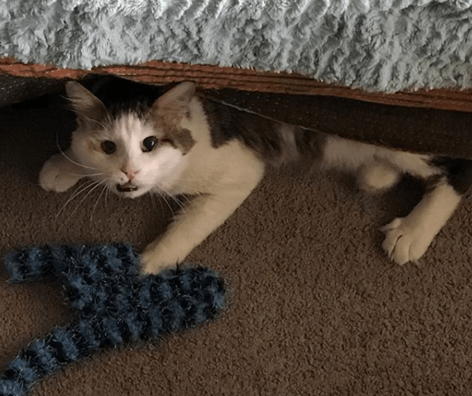 Special Needs Cats Of The Week: Booger and Tony - CatTime