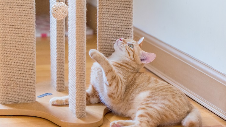 Adolescent Cats: What To Expect & What You Can Do - CatTime