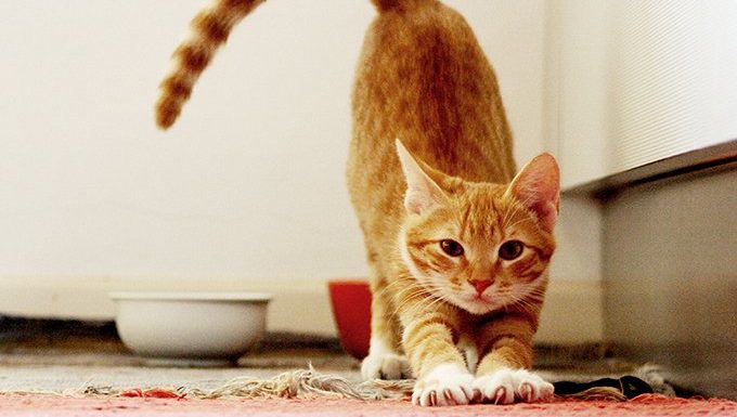 Cat In Heat: Signs, Symptoms, & What To Do If Your Cat Is In Heat - CatTime