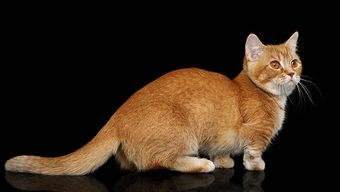 Dwarf Cats: Everything You Need To Know About Feline Dwarfism - CatTime