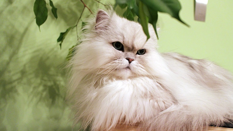 5 Of The Most Popular Cat Breeds Around The World - CatTime