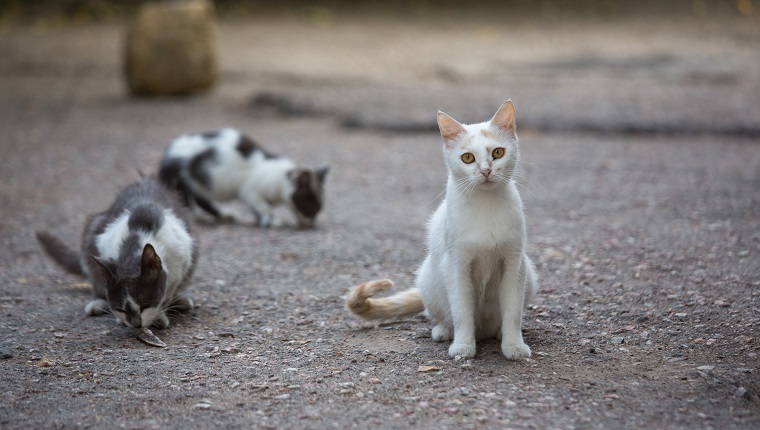 National Feral Cat Day: Everything You Need To Know - CatTime