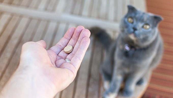 Prednisone For Cats: Uses, Dosage, & Side Effects - CatTime