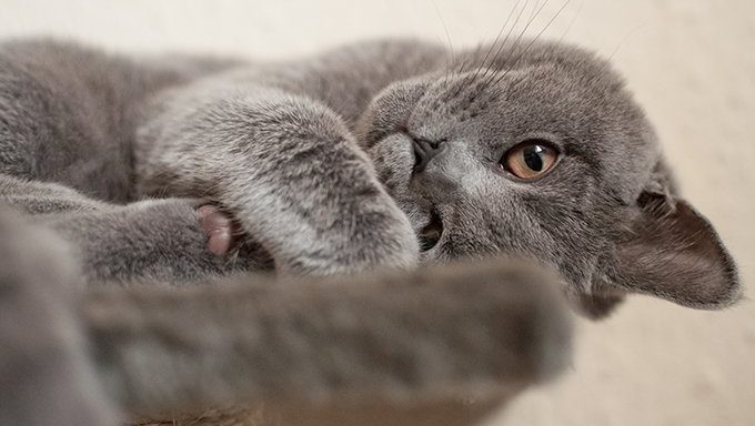 Quiet Cat: A Guide To Naturally Quiet Breeds & Training Your Cat To Be ...
