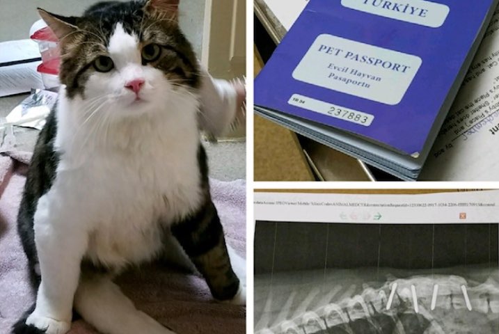 Special Needs Cat Of The Week: Anka - CatTime