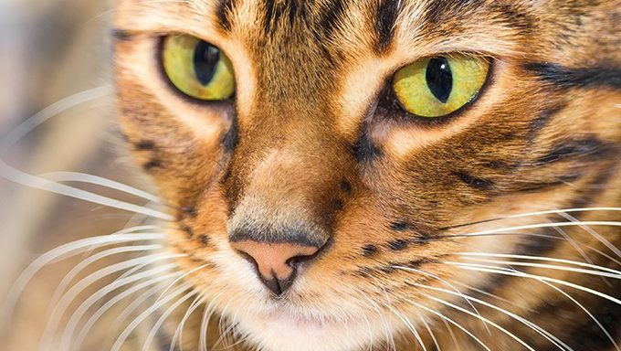 Tiger Cats: Is There A Domestic Tiger Cat Breed? - CatTime