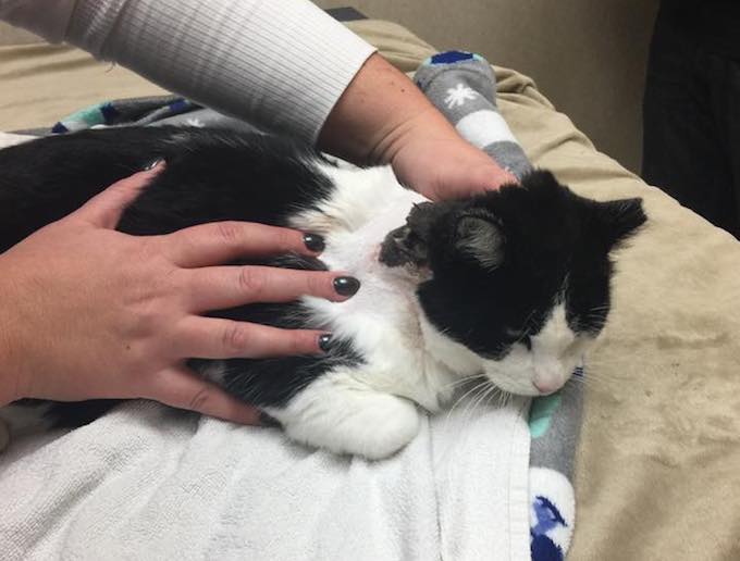 Special Needs Cat Of The Week: Arrow - CatTime