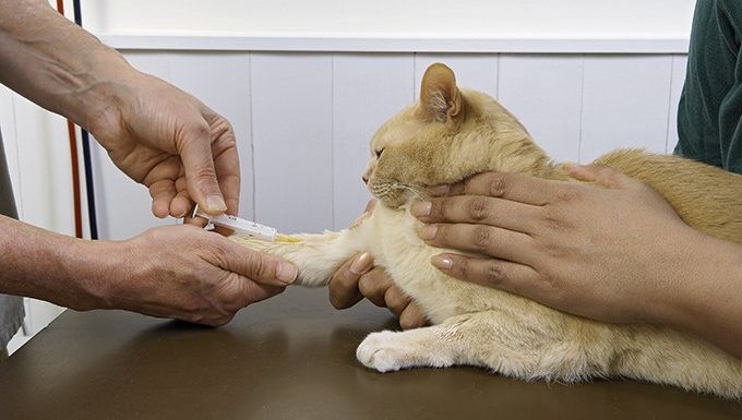 Cat Blood Types: Do You Know Your Cat’s Blood Type? - CatTime