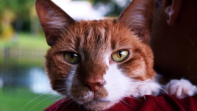 Cat Years: What Are They & How Long Do Cats Live? - CatTime