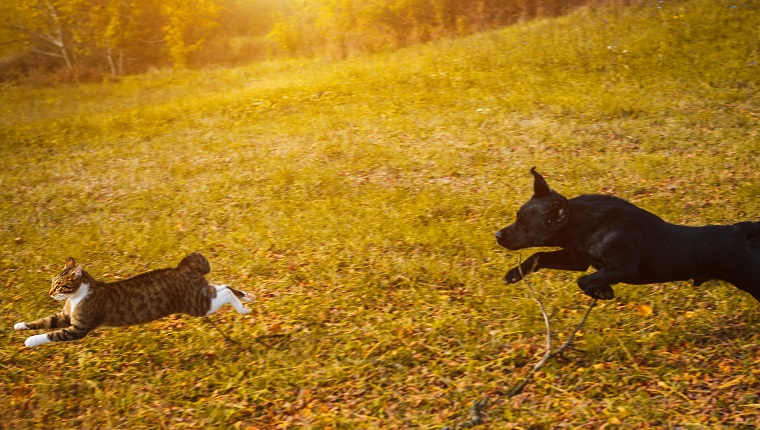 Fur Laughs: Cat Easily Outsmarts His Dog Buddy In Game Of Chase [VIDEO ...