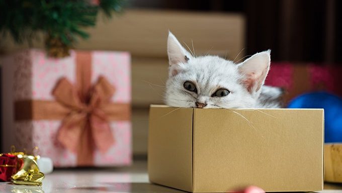 Kitten As A Christmas Present: Good Or Bad Idea? - CatTime
