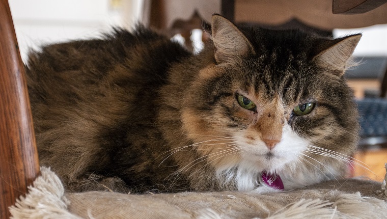 Senior Cats: The Basics Of Proper Care & What To Expect - CatTime