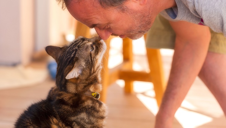 Senior Cats: The Basics Of Proper Care & What To Expect - CatTime