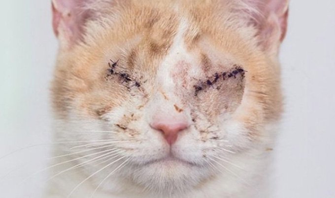 Special Needs Cat Of The Week: Melon - CatTime