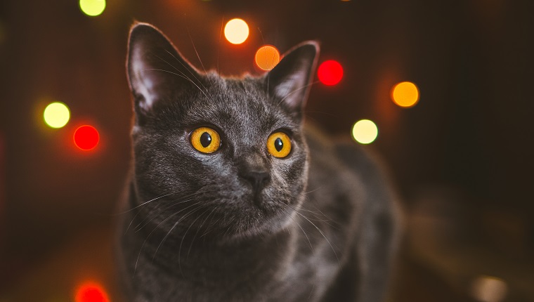 Top 15 New Year's Resolutions For Cats This Year In GIFs! - CatTime
